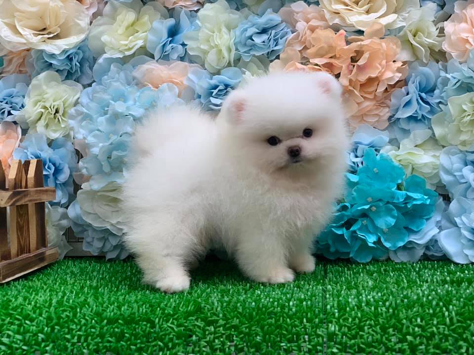 CHIOT SPITZ NAIN POMÉRANIEN ET YORKSHIRE | Élevages d'animaux ...